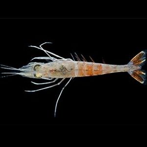 The Biodiversity of Singapore- Dendrobranchiata sp. SEA-8767