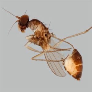 The Biodiversity of Singapore- Acropsilus sp. 2