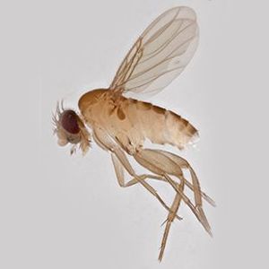 The Biodiversity of Singapore- Phoridae sp. ZRC_BDP0069711