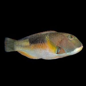 The Biodiversity of Singapore- Choerodon anchorago