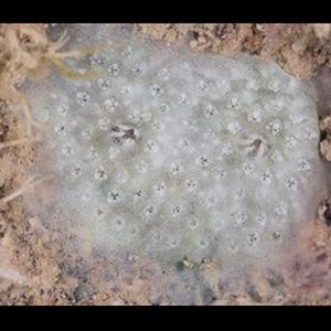 The Biodiversity of Singapore- Didemnidae sp. 20