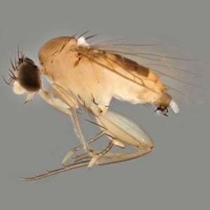 The Biodiversity of Singapore- Phoridae sp. ZRC_BDP0032752