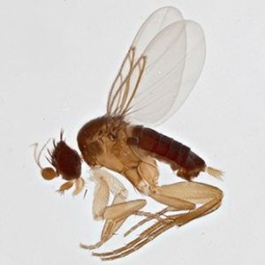 The Biodiversity of Singapore- Phoridae sp. ZRC_BDP0033123