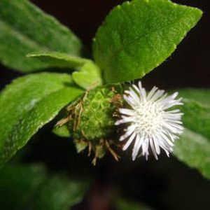 The Biodiversity of Singapore- Eclipta prostrata