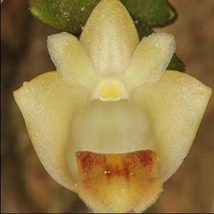 The Biodiversity of Singapore- Dendrobium leonis