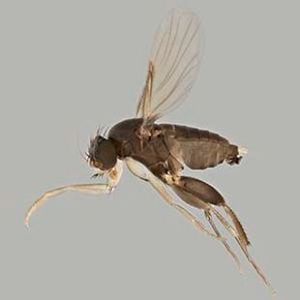 The Biodiversity of Singapore- Phoridae sp. ZRC_BDP0032051/ZRC_BDP0032171