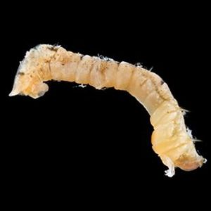 The Biodiversity of Singapore- Maldaninae sp. SEA-4172