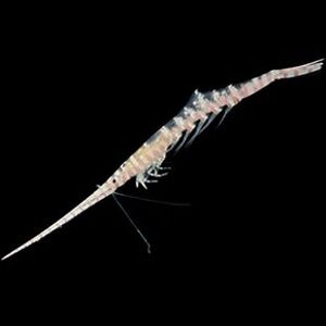 The Biodiversity of Singapore- Tozeuma lanceolatum