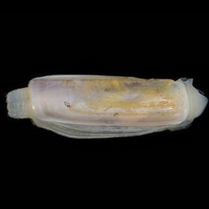 The Biodiversity of Singapore- Solen sp.