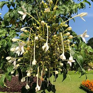 The Biodiversity of Singapore- Millingtonia hortensis