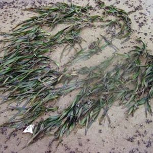 The Biodiversity of Singapore- Enhalus acoroides