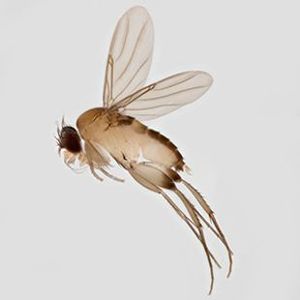 The Biodiversity of Singapore- Phoridae sp. ZRC_BDP0000386