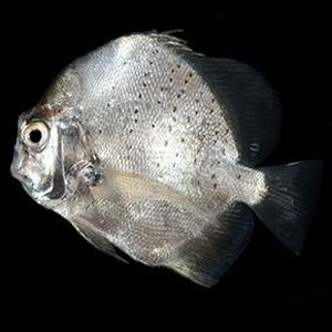 The Biodiversity of Singapore- Drepane punctata