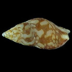The Biodiversity of Singapore- Mitrella sp.