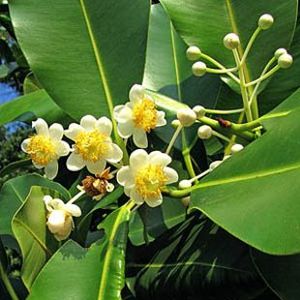 The Biodiversity of Singapore- Calophyllum inophyllum