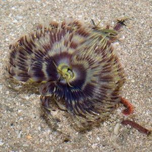 The Biodiversity of Singapore- Sabellidae sp.