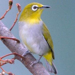 The Biodiversity of Singapore- Zosterops simplex