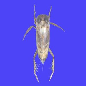 The Biodiversity of Singapore- Anisops occipitalis