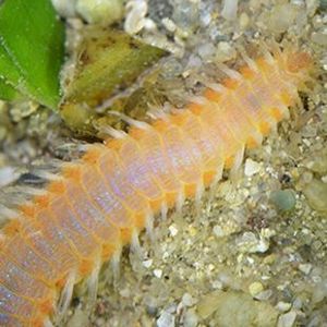 The Biodiversity of Singapore- Amphinomidae sp.