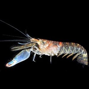 The Biodiversity of Singapore- Alpheus macellarius