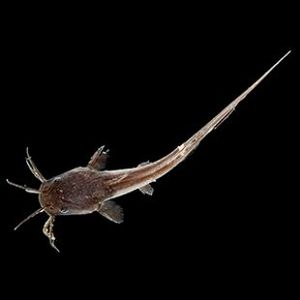 The Biodiversity of Singapore- Ariidae sp.