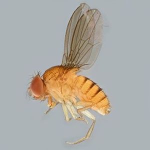The Biodiversity of Singapore- Drosophila (Sophophora), melanogaster ...