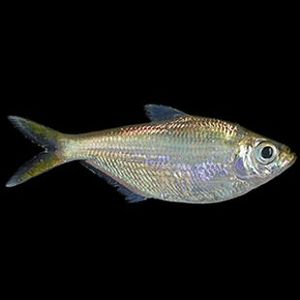 The Biodiversity of Singapore- Pellona sp. JS-1780