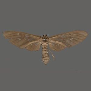The Biodiversity of Singapore- Caeneressa annosa