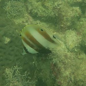 The Biodiversity of Singapore- Coradion chrysozonus