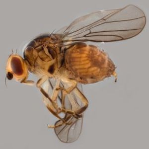 The Biodiversity of Singapore- Chloropidae sp. ZRC_BDP0298598