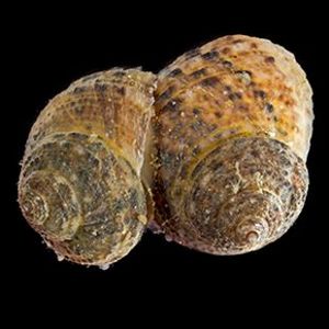 The Biodiversity of Singapore- Chilodontidae sp. 3