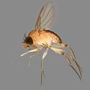 The Biodiversity of Singapore- Phoridae sp. ZRC_BDP0033241