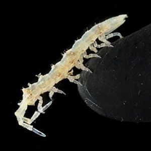 The Biodiversity of Singapore- Valvifera sp. 5