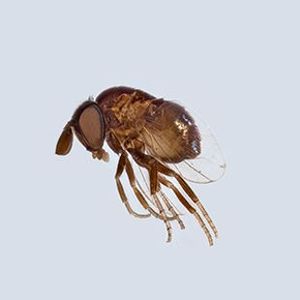 The Biodiversity of Singapore- Cryptochaetidae sp. ZRC_BDP0025298