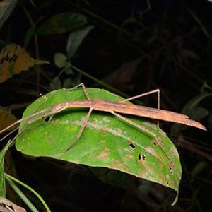 The Biodiversity of Singapore- Asceles malaccae
