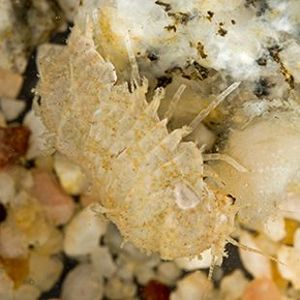 The Biodiversity of Singapore- Sphaeromatidae sp. 48