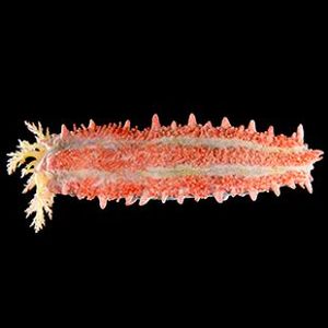 The Biodiversity of Singapore- Colochirus quadrangularis