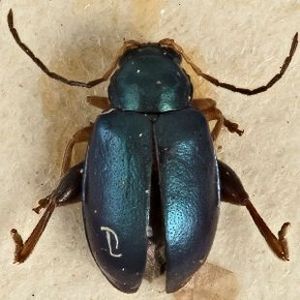 The Biodiversity of Singapore- Aphthona strigosa