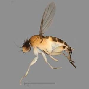 The Biodiversity of Singapore- Phoridae sp. ZRC_BDP0002875