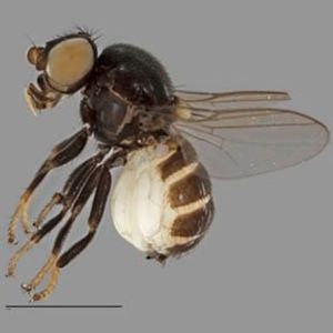 The Biodiversity of Singapore- Chloropidae sp. "ZRCBDP_0019736"