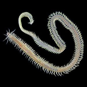 The Biodiversity of Singapore- Phyllodoce sp. SEA-1917