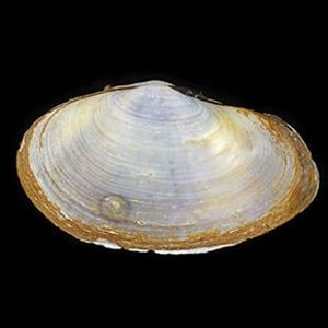 The Biodiversity of Singapore- Hiatula sp.