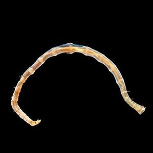 The Biodiversity of Singapore- Maldaninae sp. SEA-5522