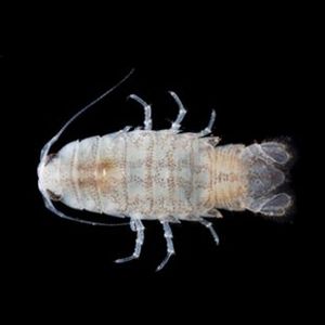 The Biodiversity of Singapore- Cymothooidea sp. 4