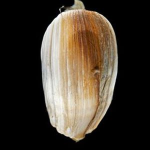 The Biodiversity of Singapore- Corbula sp.