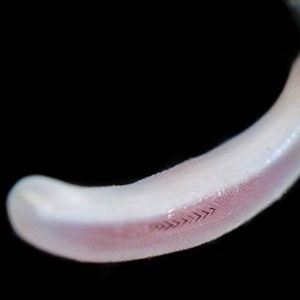 The Biodiversity of Singapore- Goniada sp.