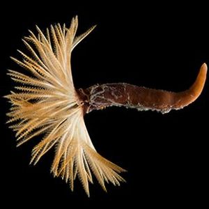 The Biodiversity of Singapore- Sabellastarte sp. SS-1742