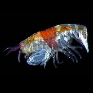 The Biodiversity of Singapore- Amphipoda sp. 25