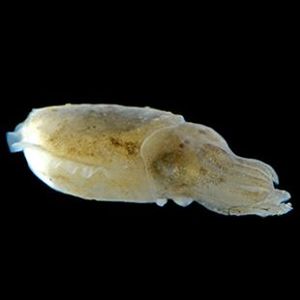 The Biodiversity of Singapore- Sepia sp. 5