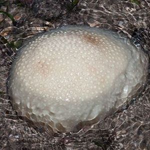 The Biodiversity of Singapore- Merulinidae sp. 12